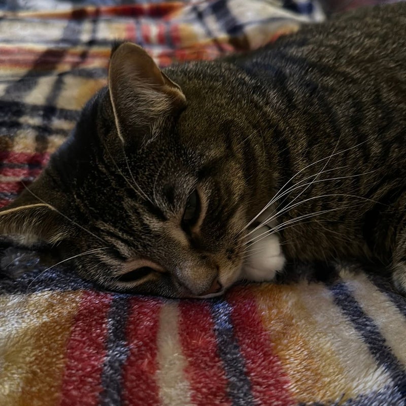 A Circle of Elephants by Eric Dinerstein, Hardcover | Pangobooks