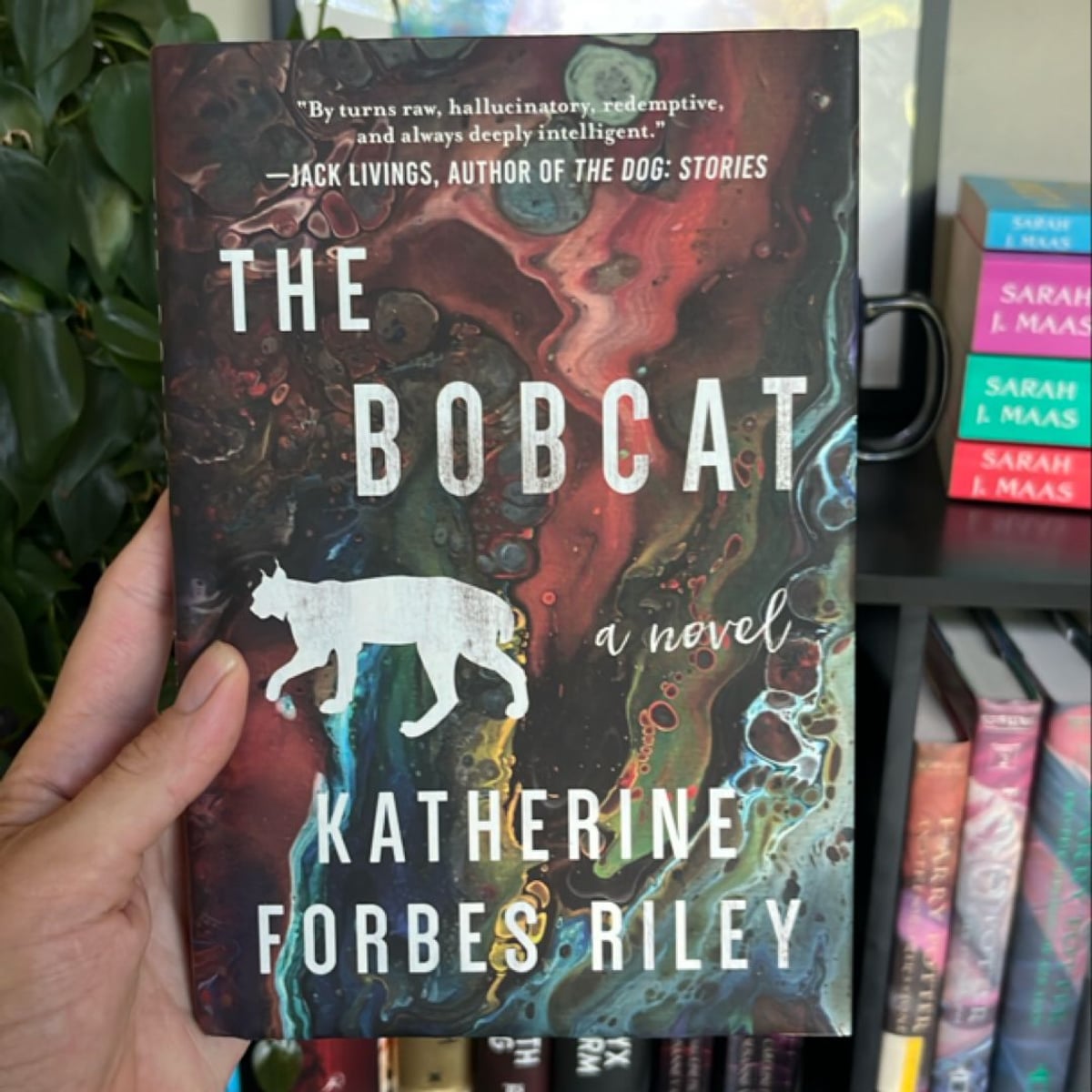 The Bobcat by Katherine Forbes Riley