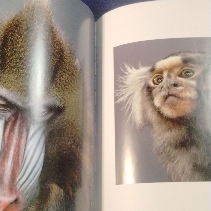 Monkey Portraits by Jill Greenberg, Paul Weitz