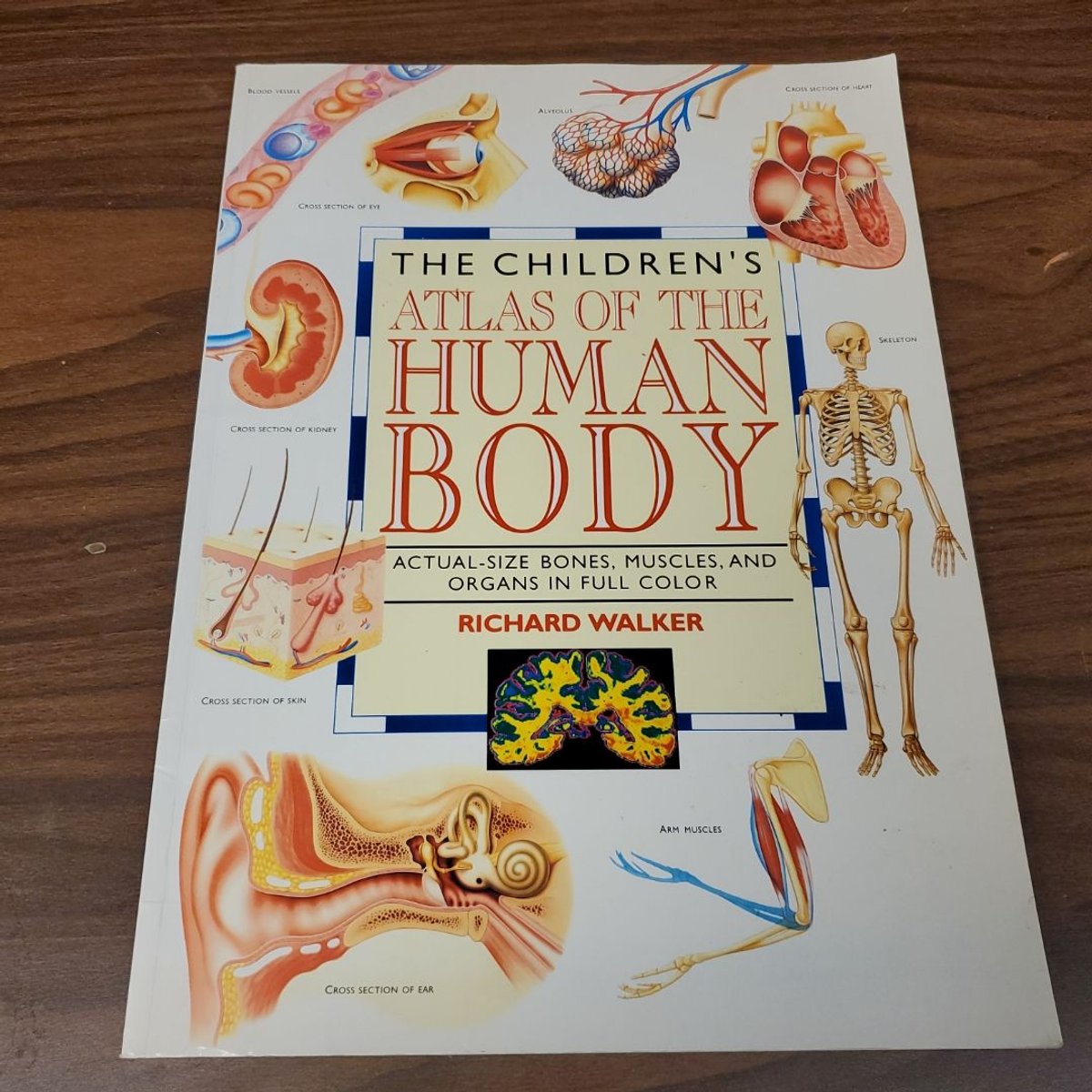The Children's Atlas of the Human Body by Richard Walker