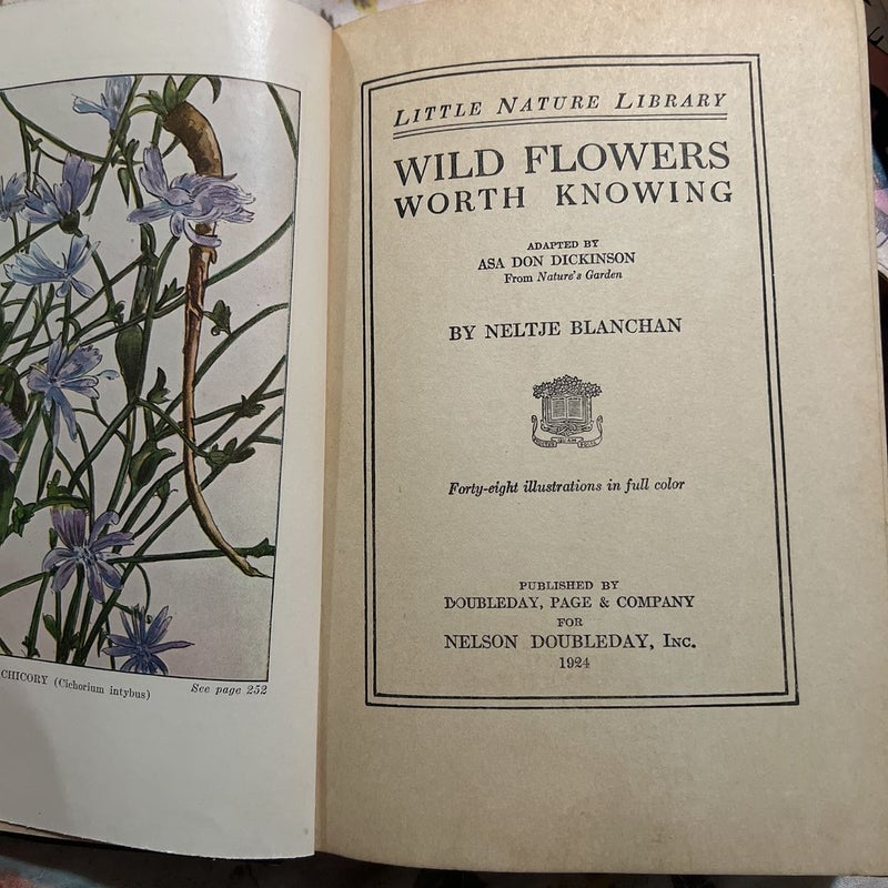 Little Nature Library Wild Flowers Worth Knowing by Neltje Blanchan ...