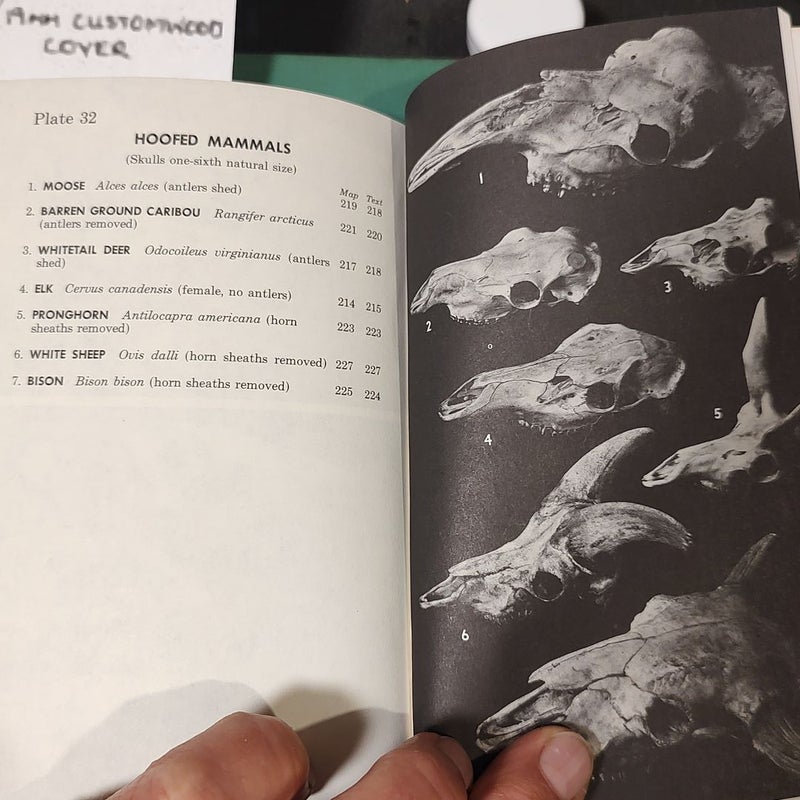 Peterson Field Guide to Mammals of North America by William Henry Burt ...