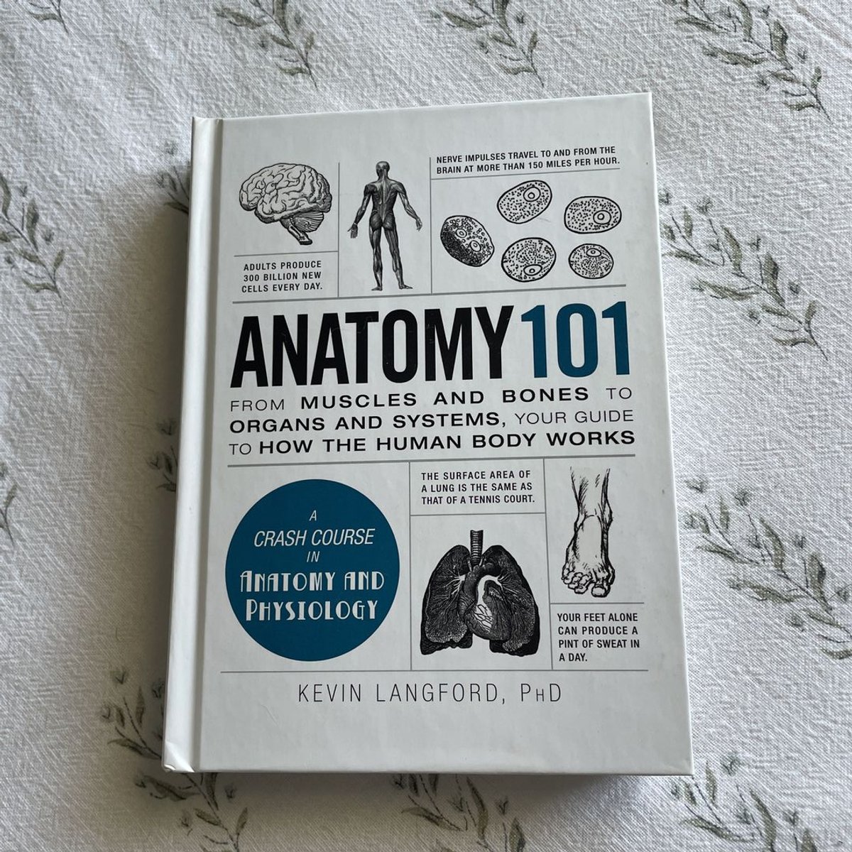 Anatomy 101 by Kevin Langford