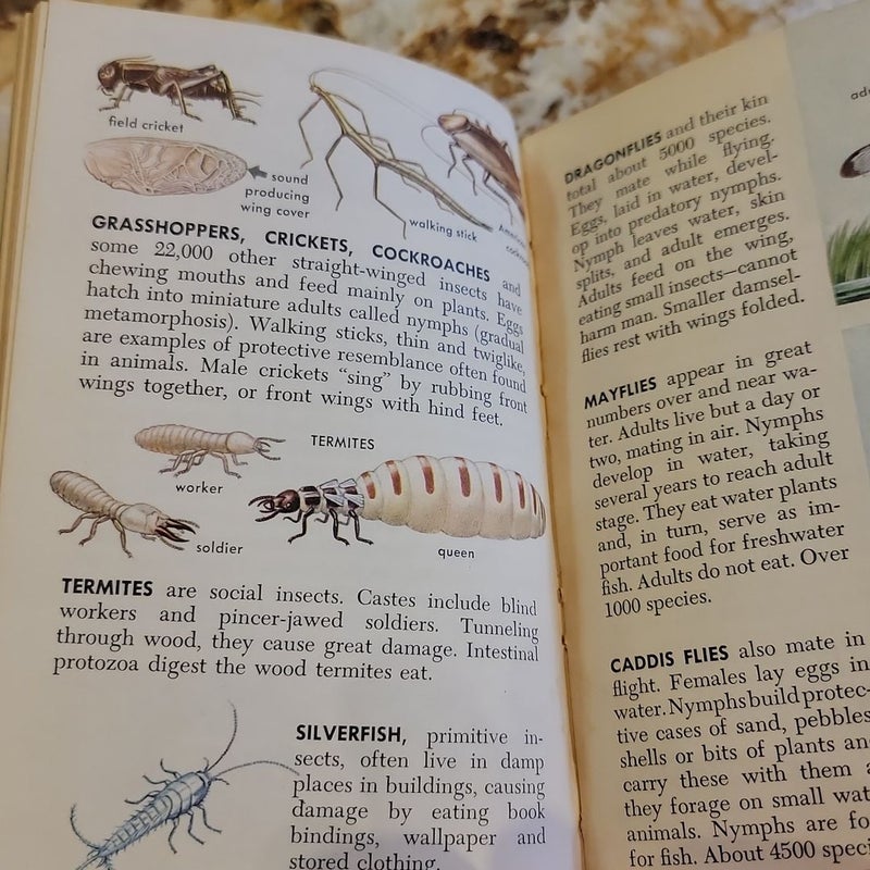 Zoology and Introduction to Animal Kingdom - A golden science Guide by ...