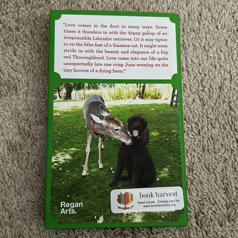 Dillie the Deer by Melanie Butera, Hardcover | Pangobooks