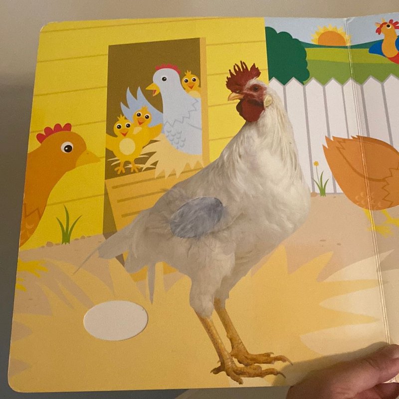 Baby Einstein Macdonald Chicken A Review On The Rikki Rooster From