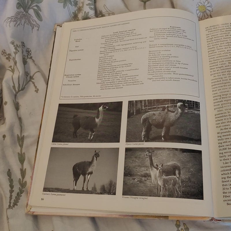 The Alpaca Book by Eric Hoffman, Murray E. Fowler