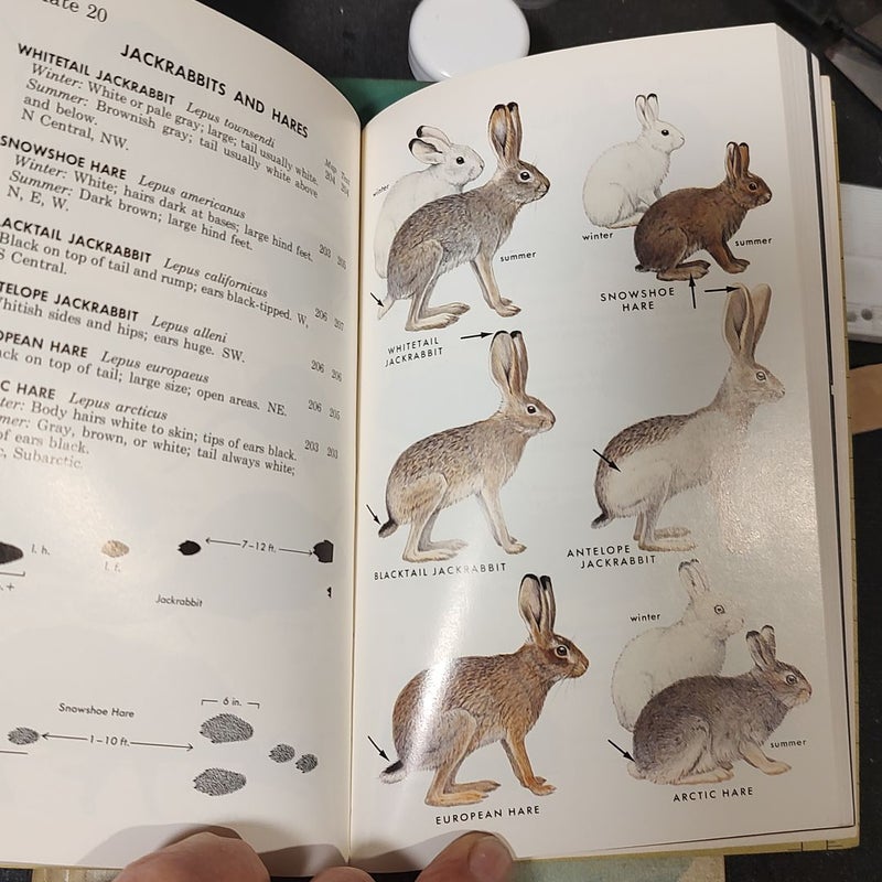 Peterson Field Guide to Mammals of North America by William Henry Burt ...