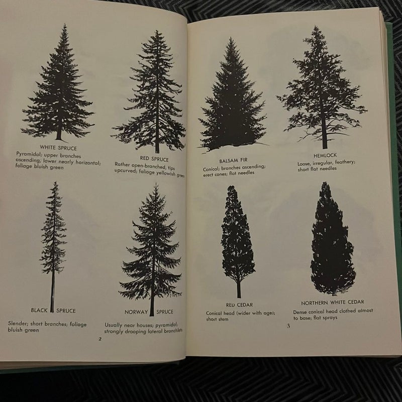 A field guide to Trees and Shrubs by George A. Petrides, Hardcover ...