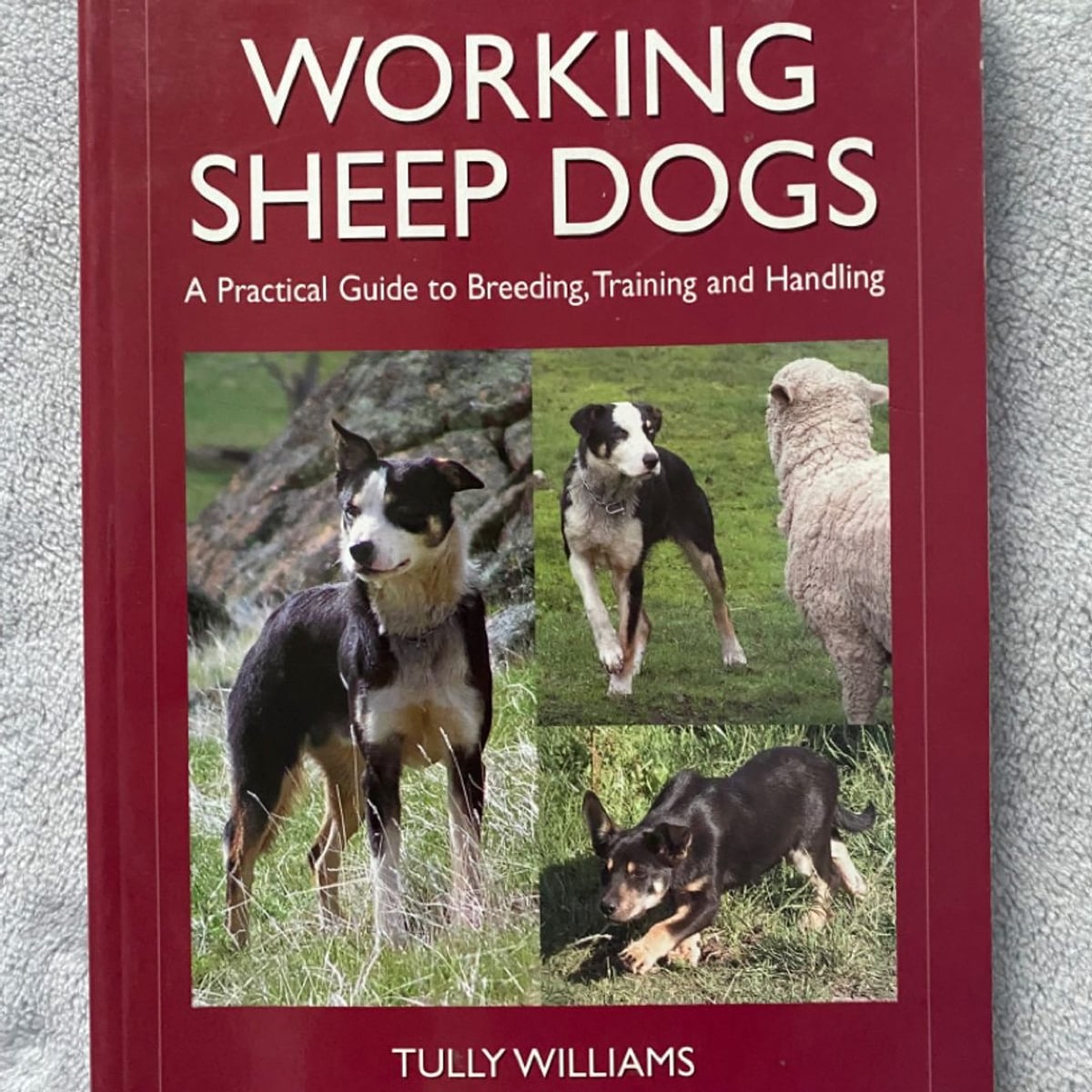 Working Sheep Dogs by Tully Williams