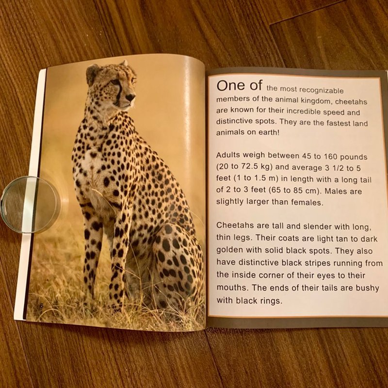 Cheetah