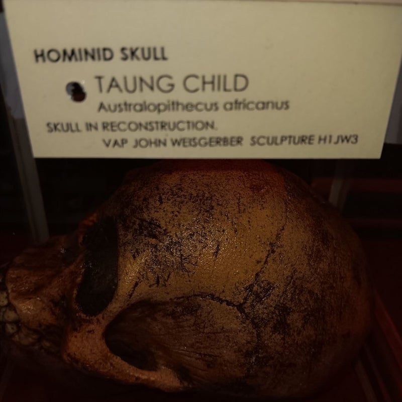 2.3 Million Year Old Taung Child Replica Skull by VAP John Weisgerber ...