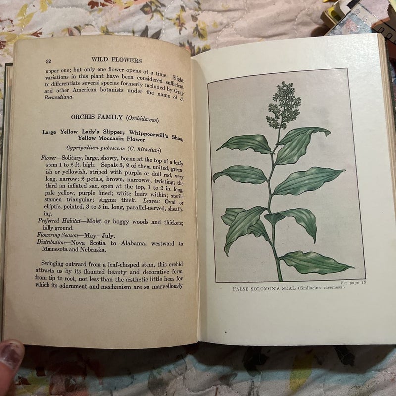 Little Nature Library Wild Flowers Worth Knowing by Neltje Blanchan ...