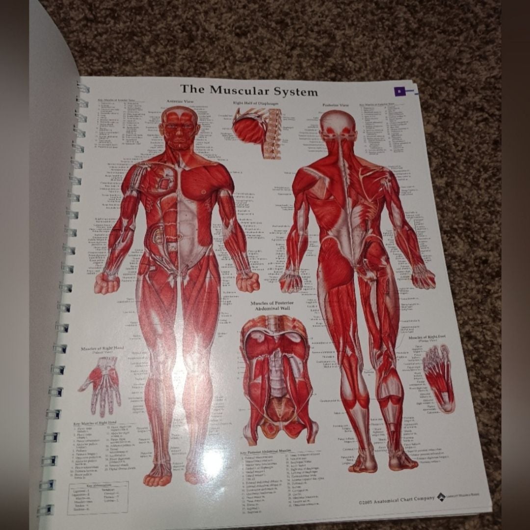 Systems and Structures by Anatomical Chart Company Staff