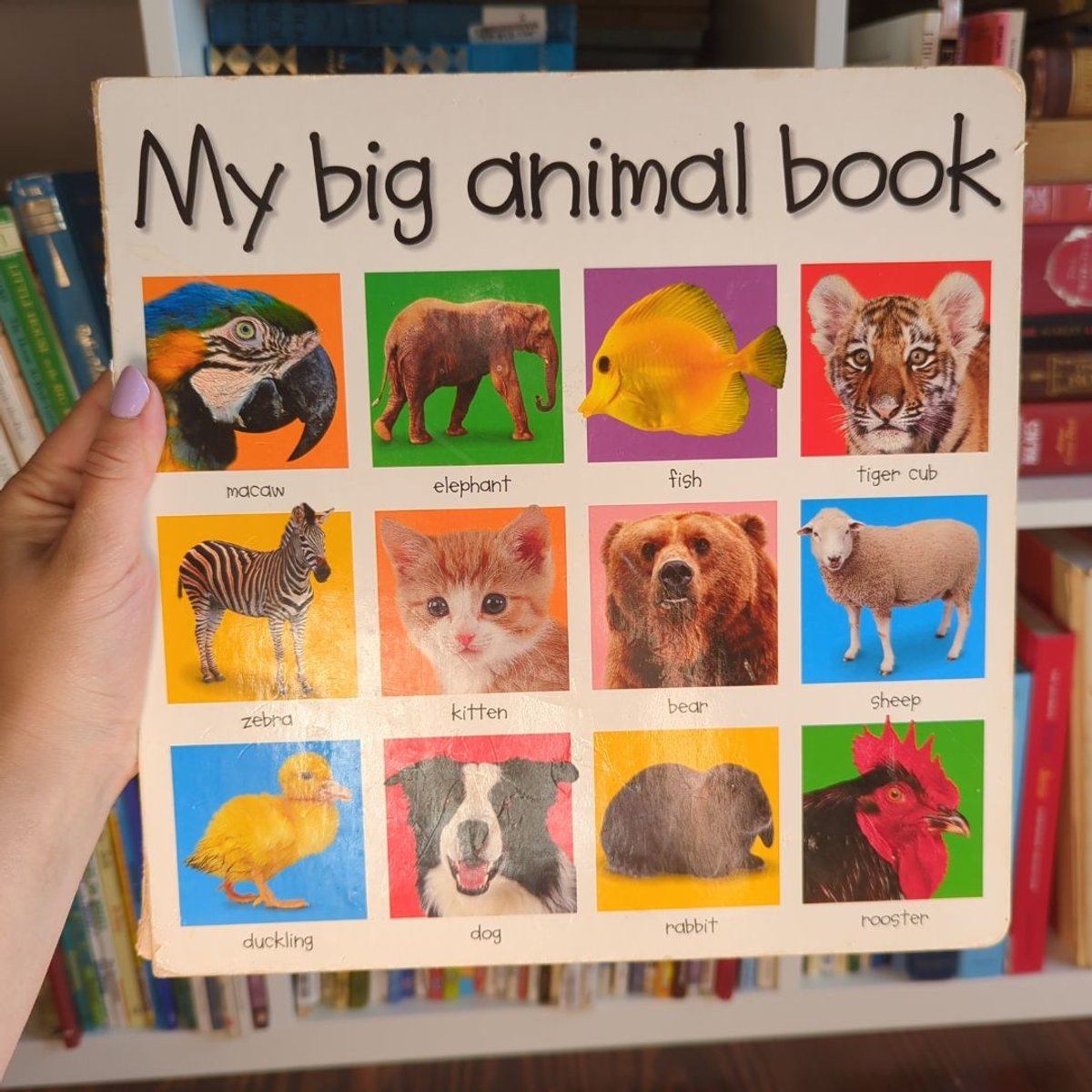 My Big Animal Book by Roger Priddy