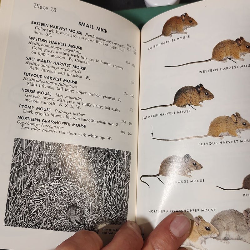 Peterson Field Guide to Mammals of North America by William Henry Burt ...