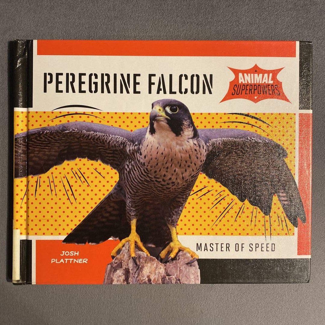 Peregrine Falcon by Josh Plattner