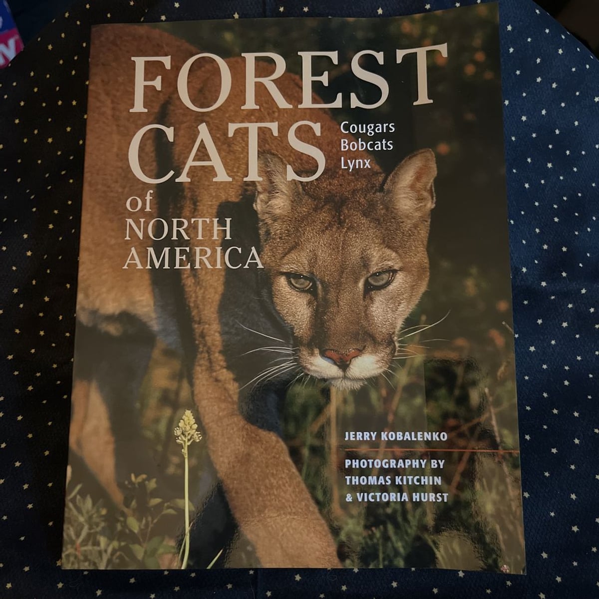 Forest Cats of North America by Jerry Kobalenko, Thomas Kitchin ...