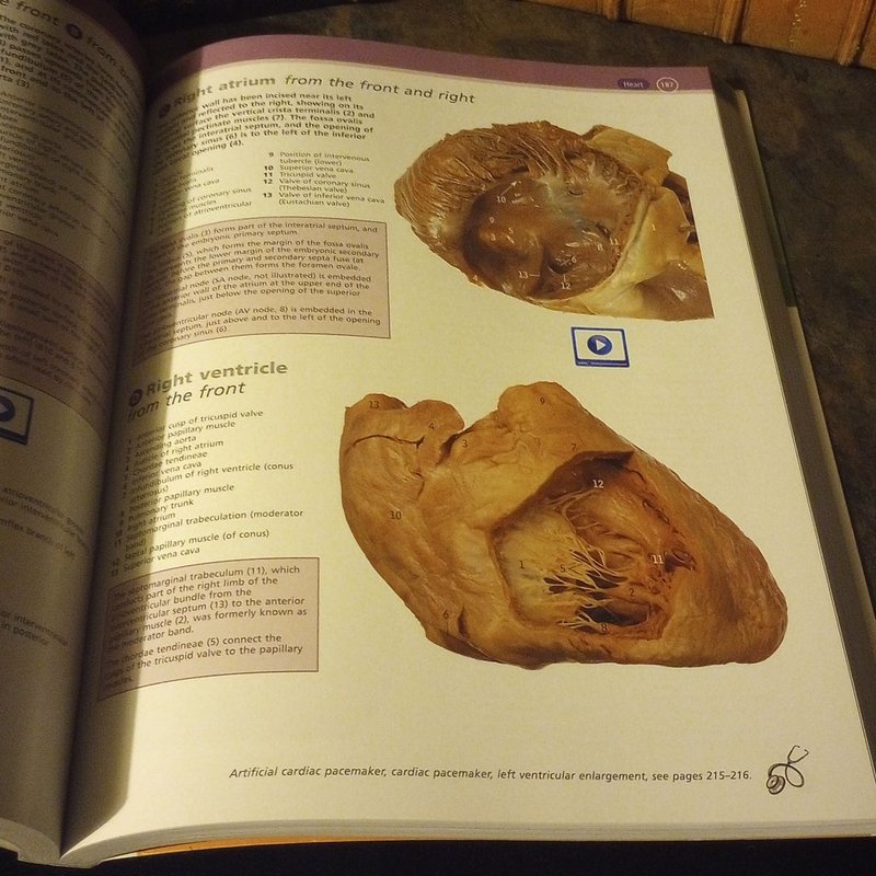 McMinn and Abrahams' Clinical Atlas of Human Anatomy by Peter H ...