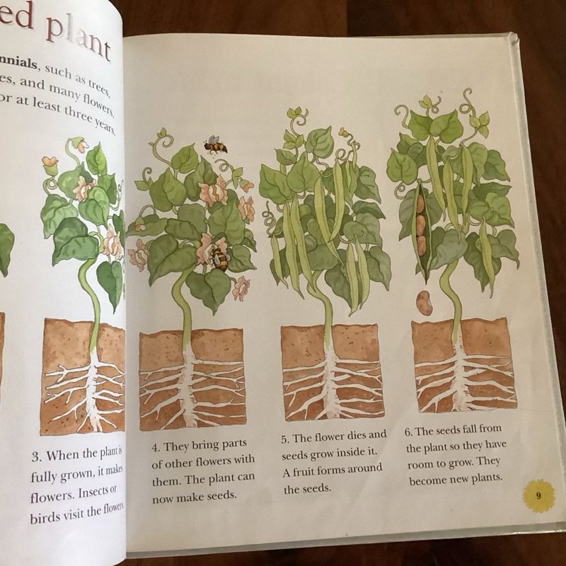 How a Plant Grows by Bobbie Kalman