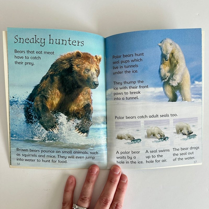 Usborne Beginners: Bears by Usborne, Paperback | Pangobooks