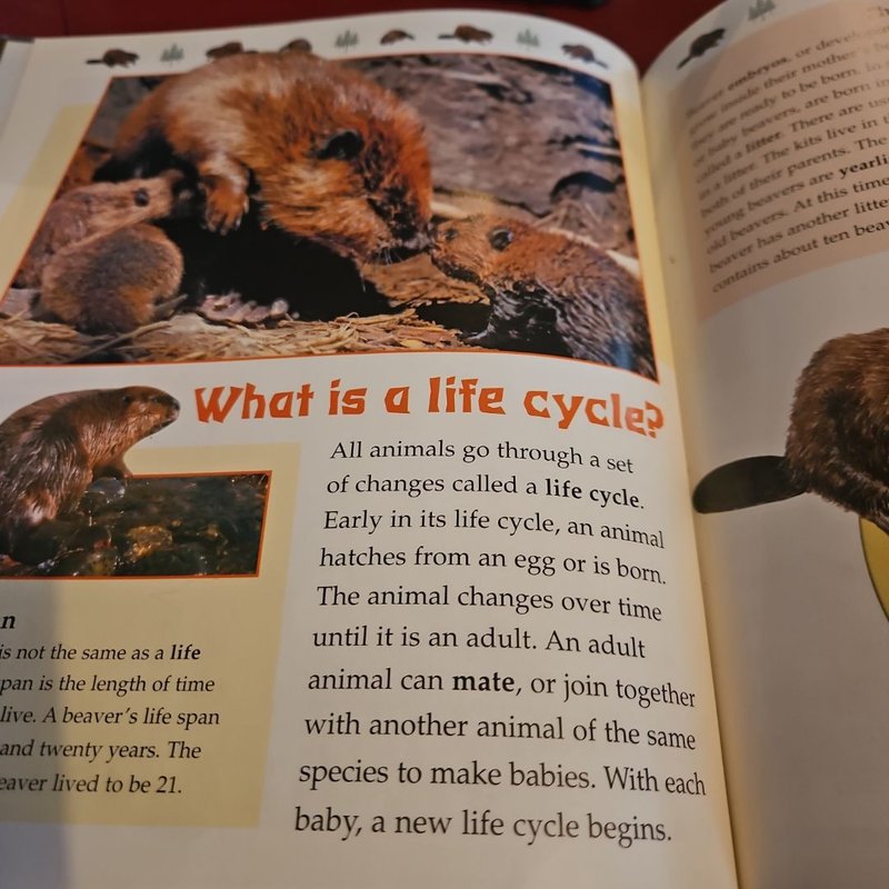 The Life Cycle of a Beaver by Bobbie Kalman