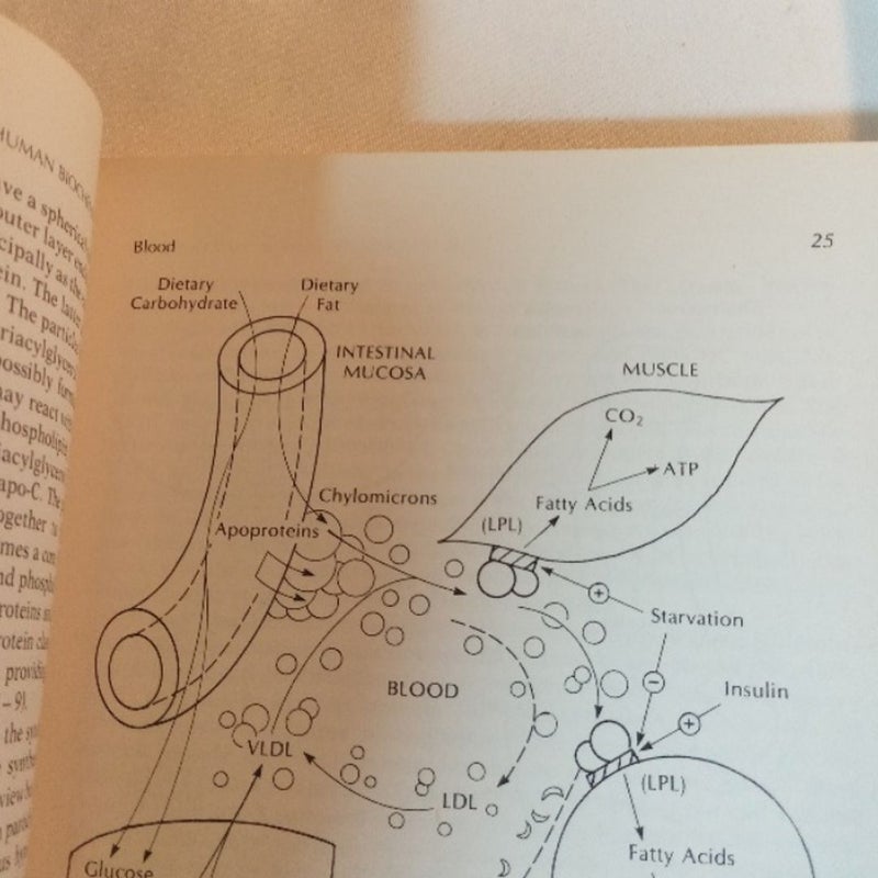 A Synopsis of Human Biochemistry by W. C. McMurray