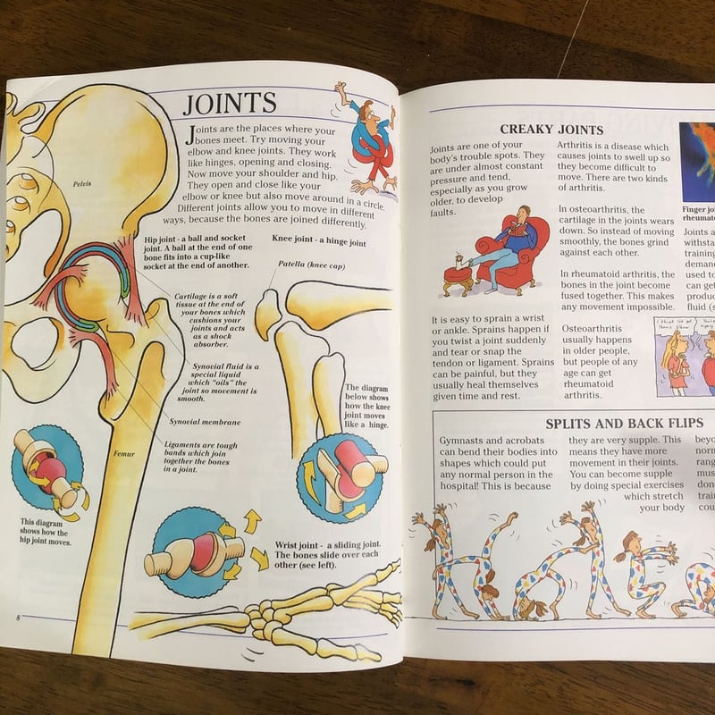 Understanding Your Muscles and Bones by Rebecca Treays