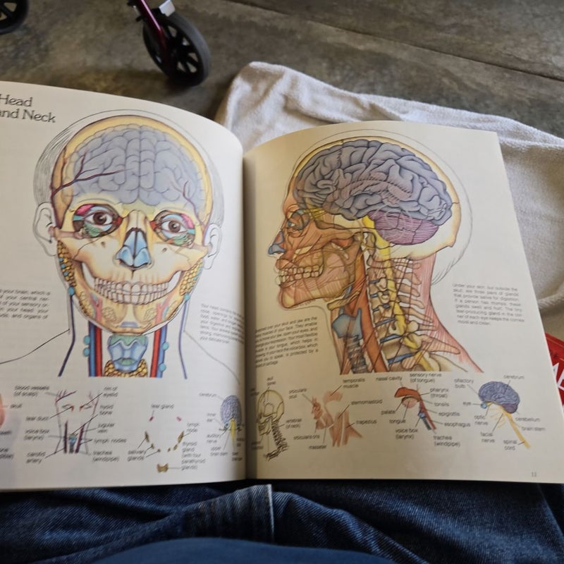 The Human Body by Ruth Dowling Bruun, Bertel Bruun