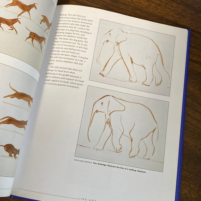 An Introduction to Drawing Animals by Kay Gallwey, Hardcover | Pangobooks