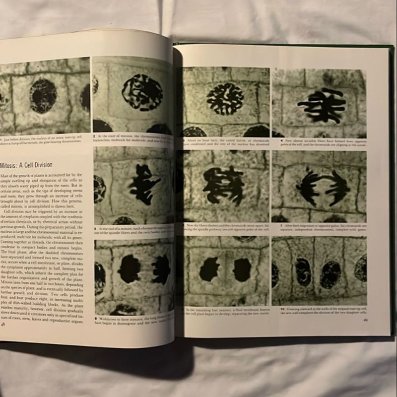 The Plants by Frits W. Went