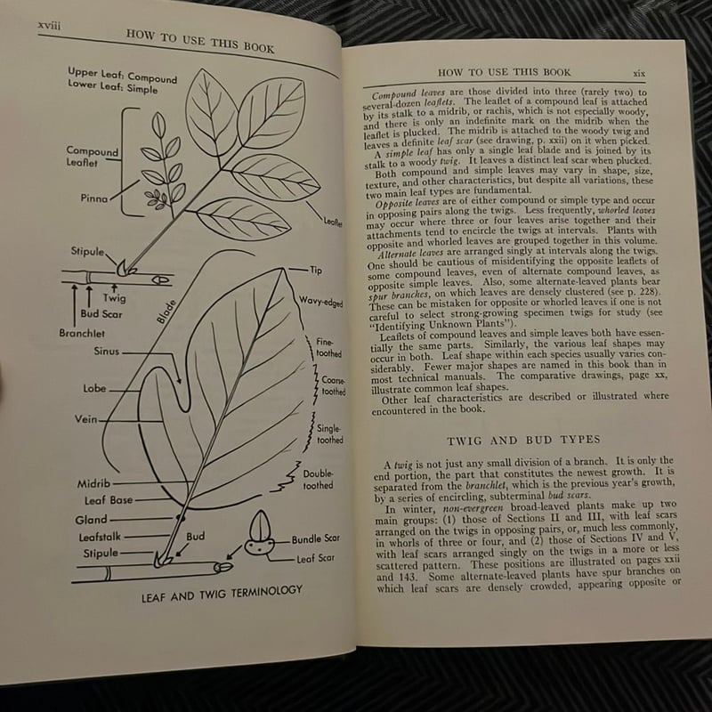 A field guide to Trees and Shrubs by George A. Petrides, Hardcover | Pangobooks