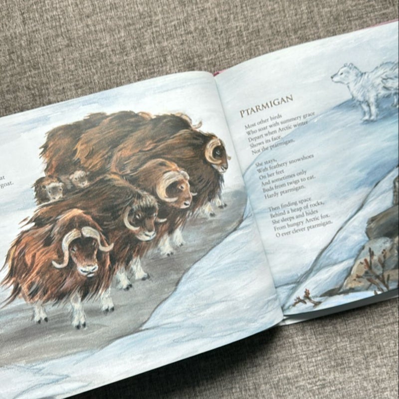 Polar Bear, Arctic Hare by Eileen Spinelli