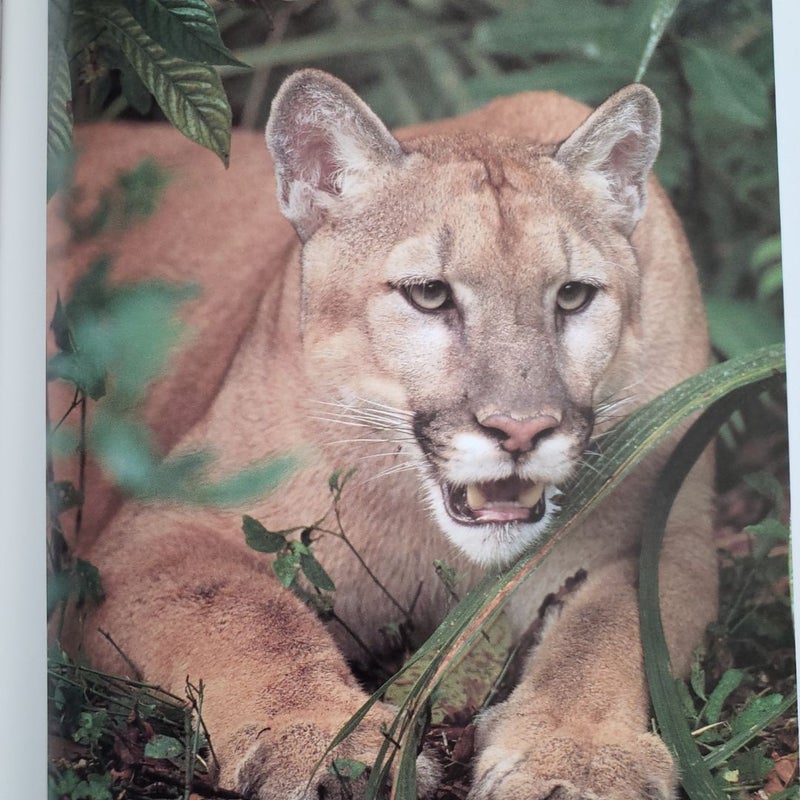 Wild Cats of the World by Barbara Sleeper, Art Wolfe