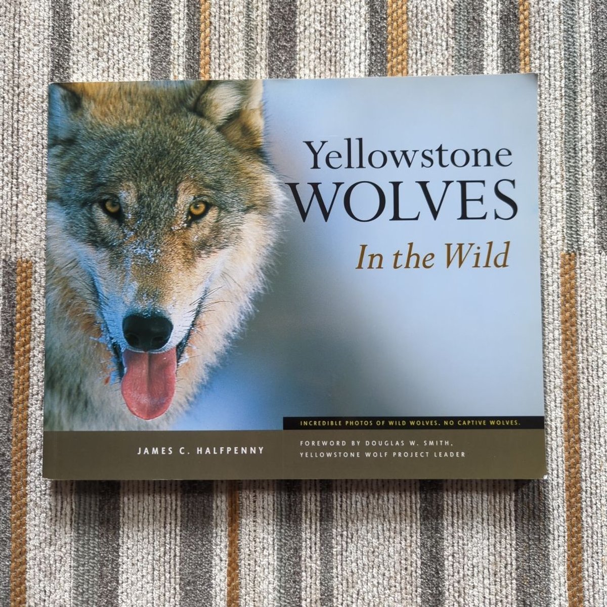 Yellowstone Wolves in the Wild by James C. Halfpenny, Douglas Smith