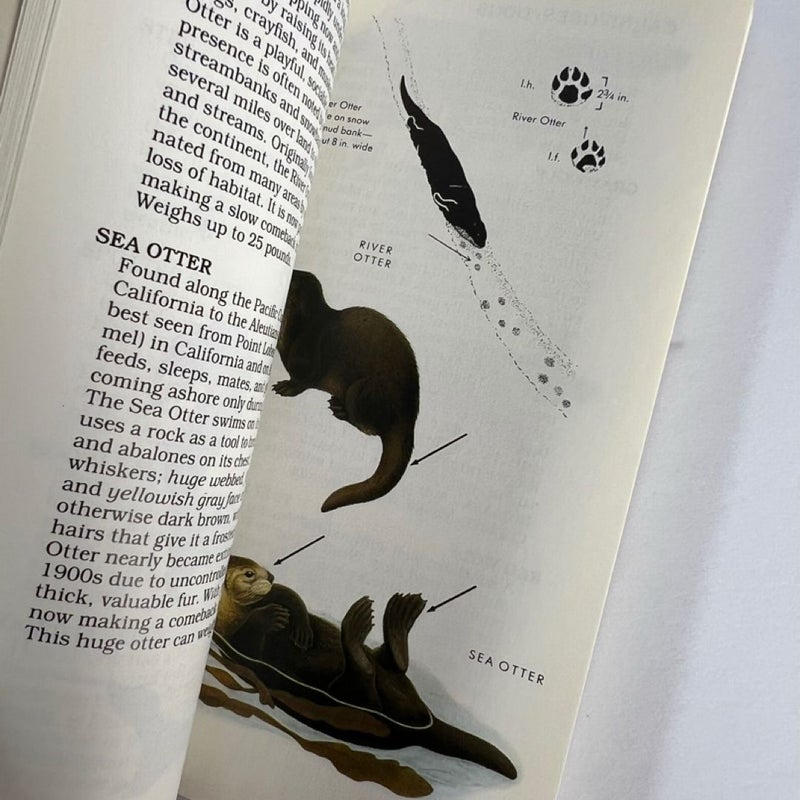 Peterson First Guide to Mammals by Peter Alden