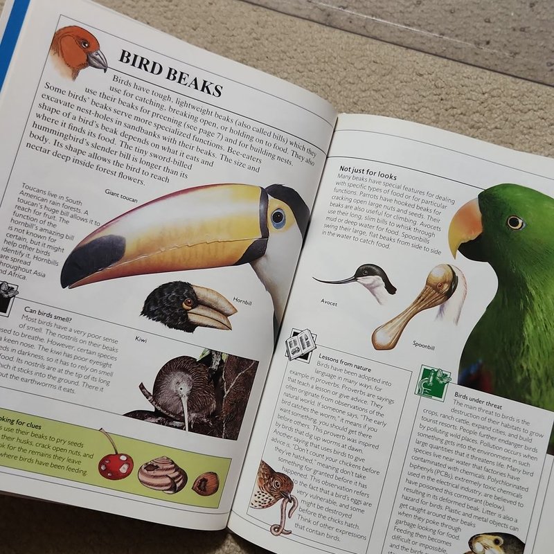 Focus On: Birds by Anita Ganeri, Hardcover | Pangobooks