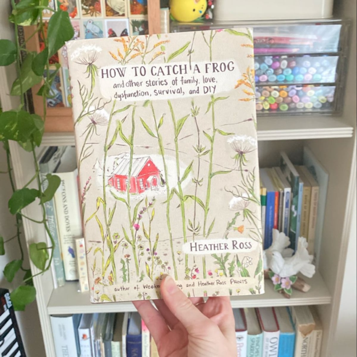 How to Catch a Frog by Heather Ross