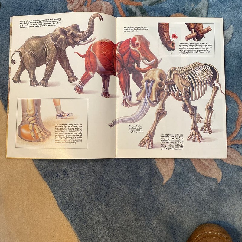 Amazing Bears, Amazing Armored Animals , Elephants by Eyewitness and Zoobooks , Paperback ...