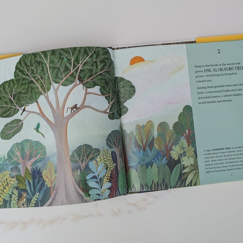 Tree of Wonder by Kate Messner, Hardcover | Pangobooks
