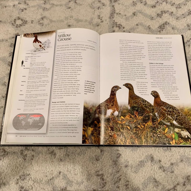 Animal Fact Files Birds by David Chandler, Hardcover | Pangobooks