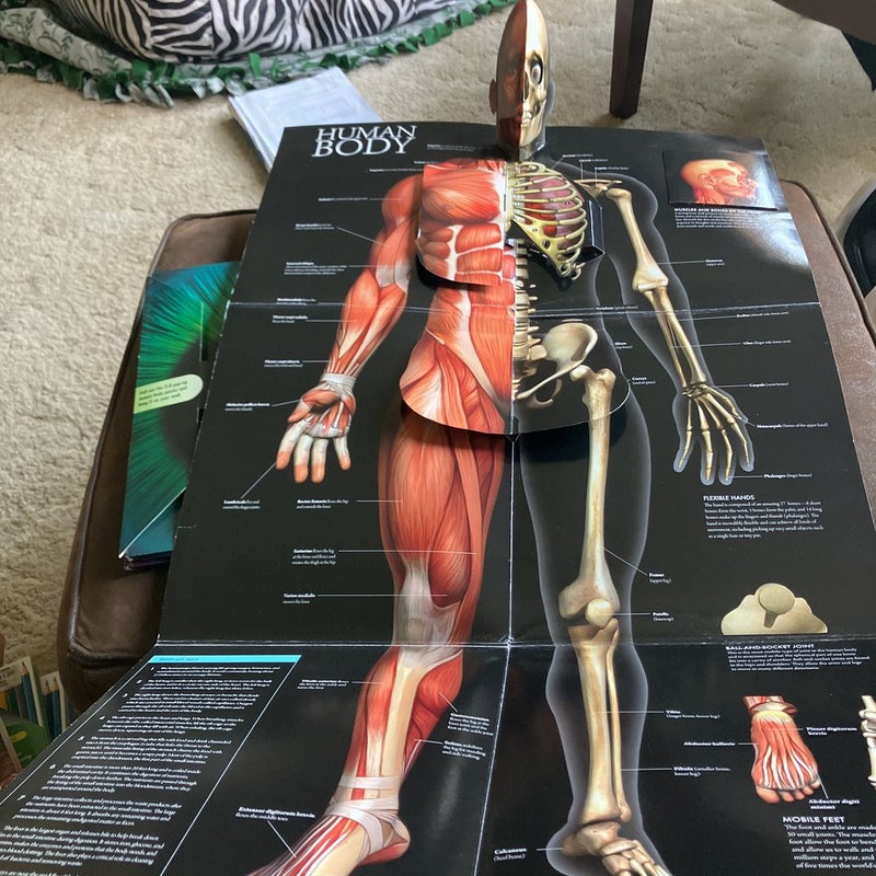 Human Body: the Animated 3-D Guide