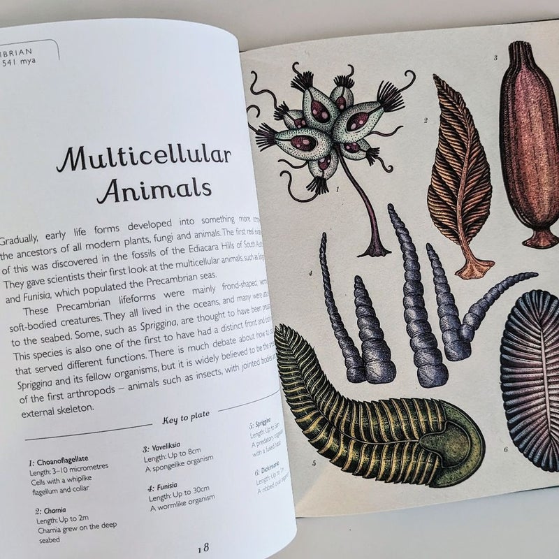 The Story of Life: Evolution (Extended Edition) by Ruth Symons ...