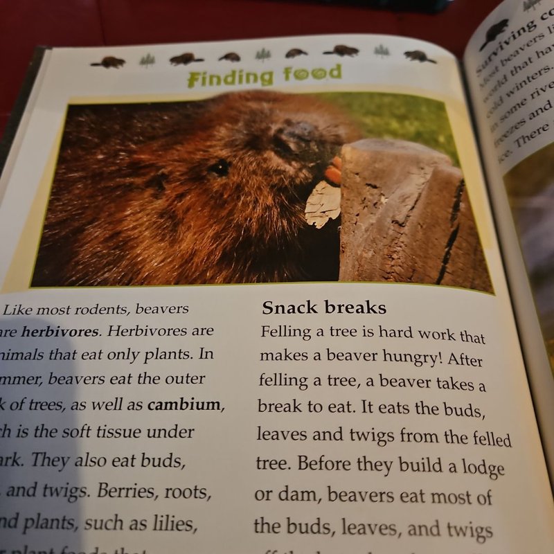 The Life Cycle of a Beaver by Bobbie Kalman