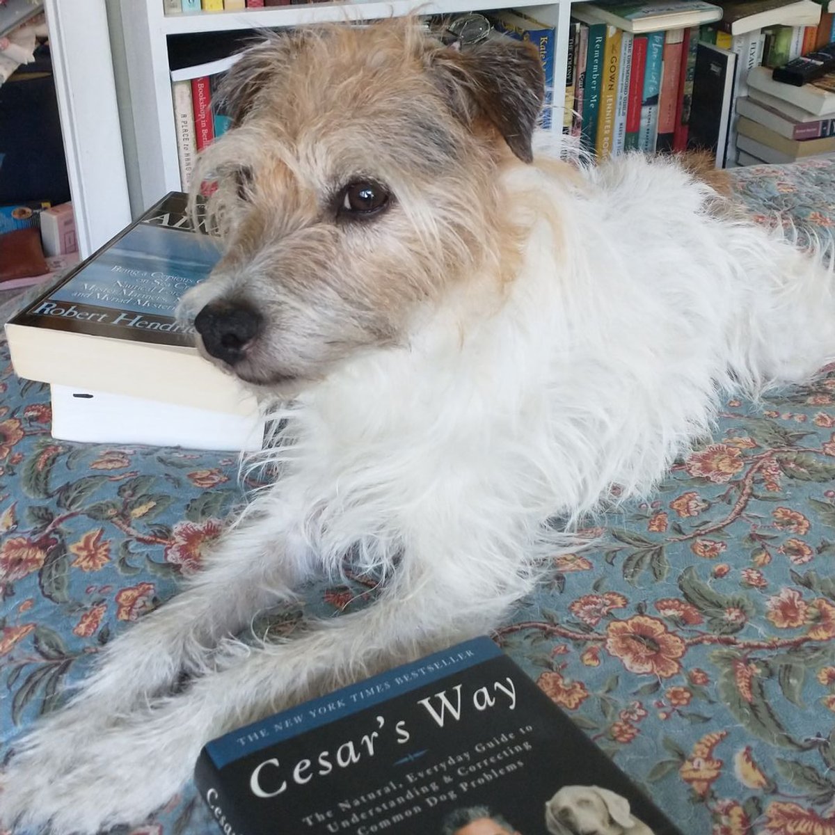 Cesar's Way by Cesar Millan, Melissa Jo Peltier