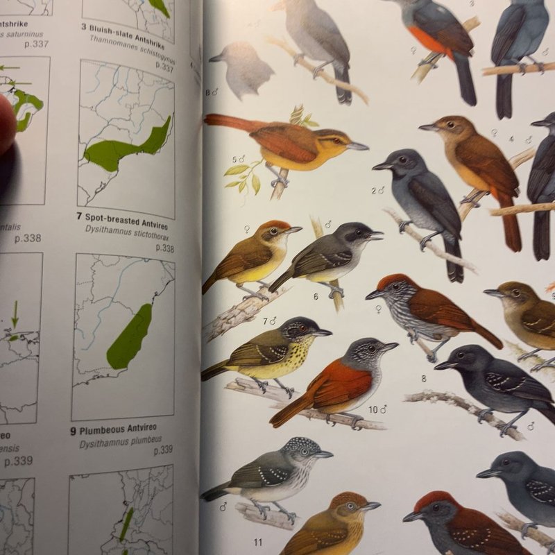 Field Guide to the Songbirds of South America by Robert S. Ridgely, Guy ...