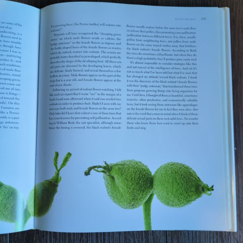Seeing Trees by Nancy Ross Hugo, Robert Llewellyn