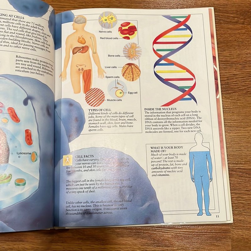 What's Inside the Human Body? by Barbara Drillsma