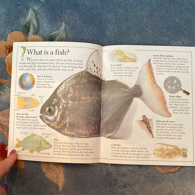 Amazing Fish by Eyewitness Books, Paperback | Pangobooks