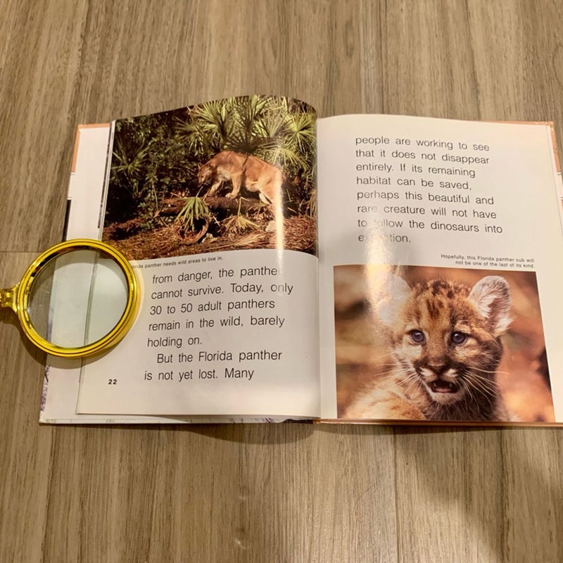 Mountain Lions by David Petersen, Hardcover | Pangobooks